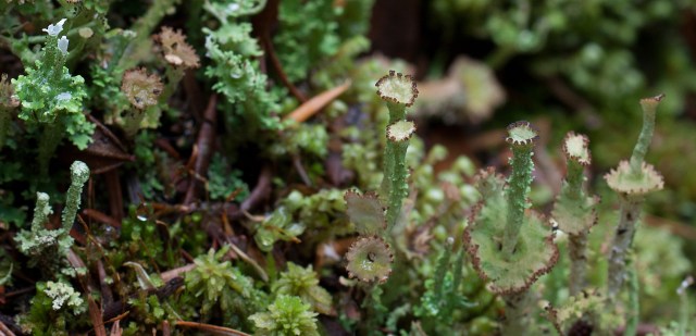 The Magic of Lichen—A Study – The Meaning of Water