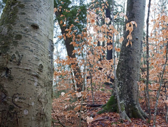 When A Beech Tree Lights the World—A Tree Study: What the Beech Tree ...