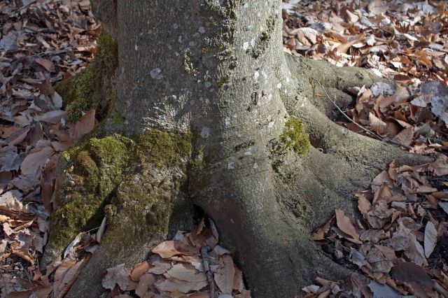 When A Beech Tree Lights the World—A Tree Study: What the Beech Tree ...