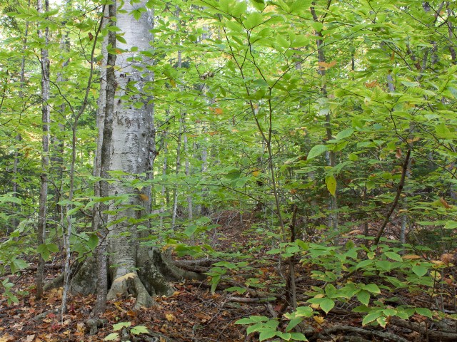 When A Beech Tree Lights the World—A Tree Study: What the Beech Tree ...