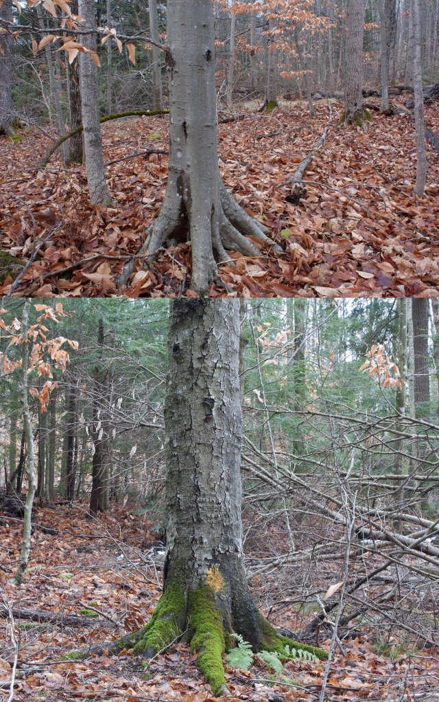 When A Beech Tree Lights the World—A Tree Study: What the Beech Tree ...