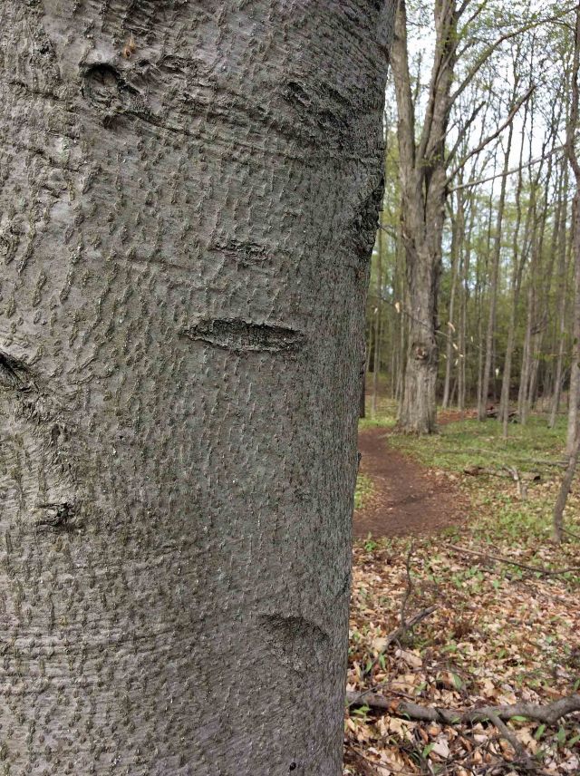 When A Beech Tree Lights the World—A Tree Study: What the Beech Tree ...