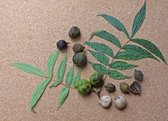 The Bitternut Hickory of Jackson Creek—A Tree Study – The Meaning of Water