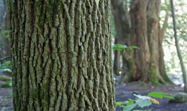 The Bitternut Hickory of Jackson Creek—A Tree Study – The Meaning of Water