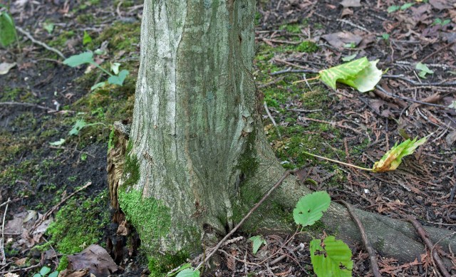 The Blue Beech or American Hornbeam—A Tree Study – The Meaning of Water