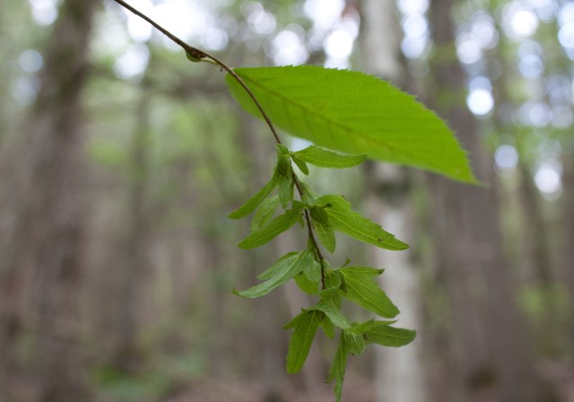 The Blue Beech or American Hornbeam—A Tree Study – The Meaning of Water
