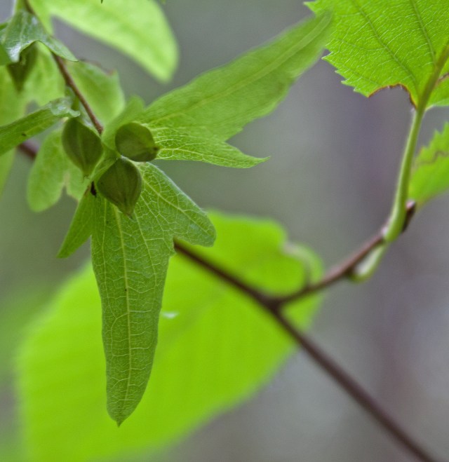 The Blue Beech or American Hornbeam—A Tree Study – The Meaning of Water