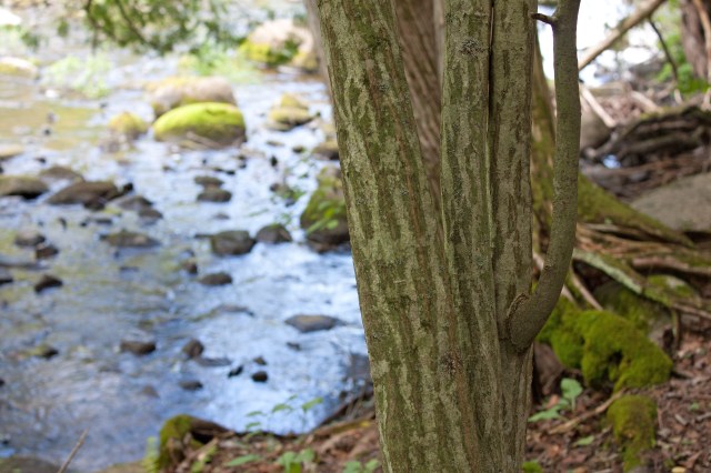 The Blue Beech or American Hornbeam—A Tree Study – The Meaning of Water