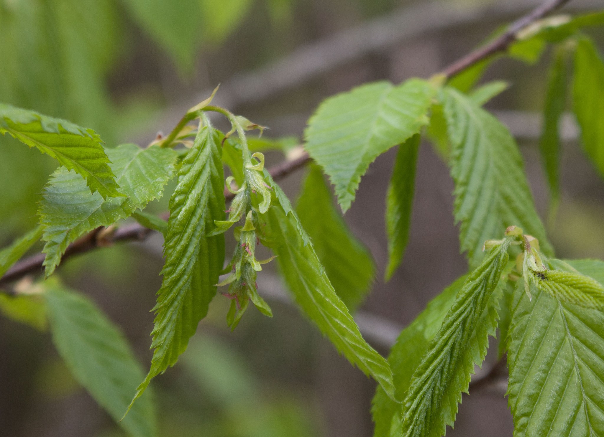 The Blue Beech or American Hornbeam—A Tree Study – The Meaning of Water
