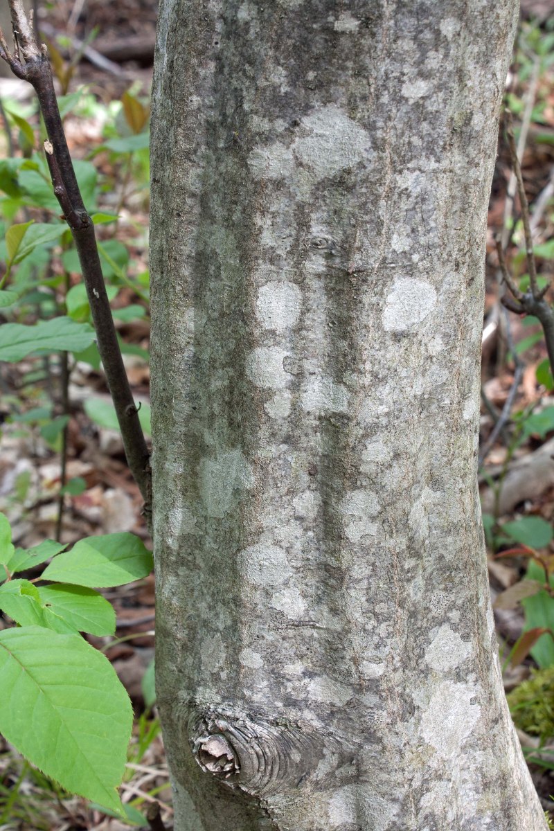 The Blue Beech or American Hornbeam—A Tree Study – The Meaning of Water