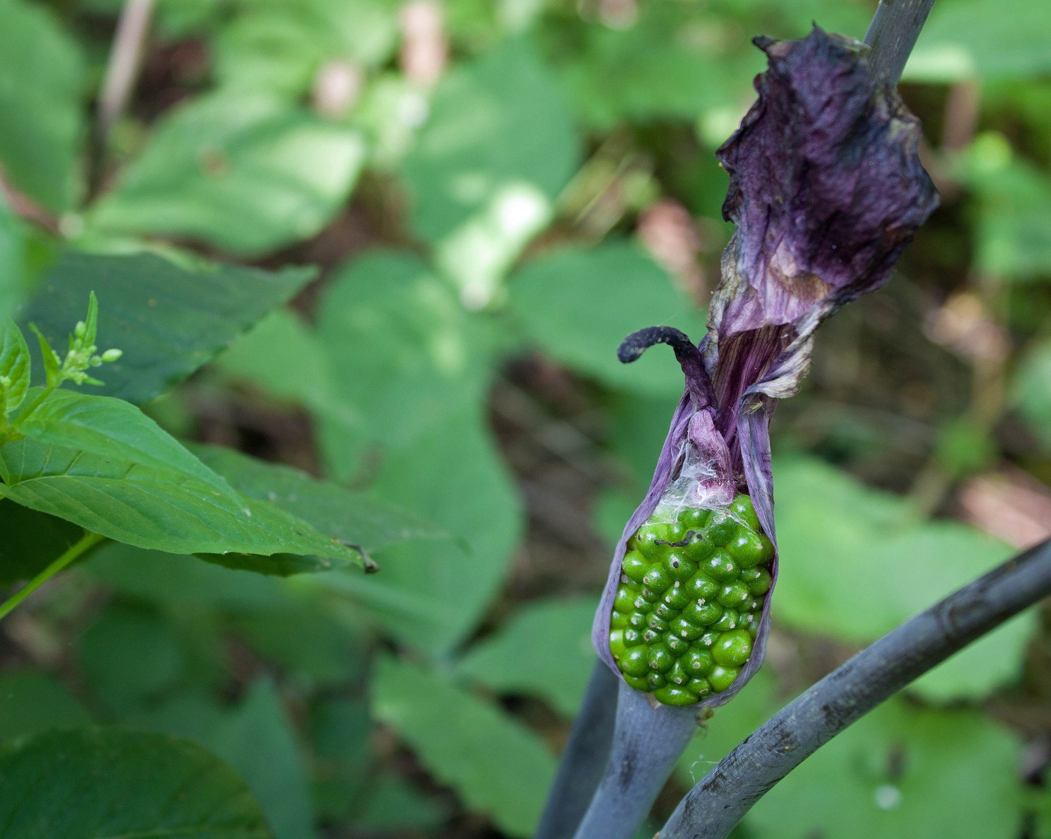 The Bizarre Beauty of Jack in the Pulpit – The Meaning of Water