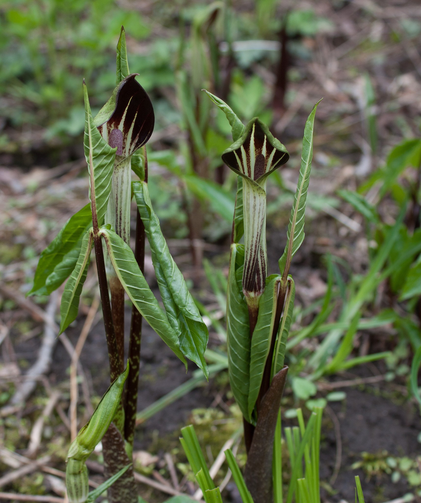 The Bizarre Beauty of Jack in the Pulpit – The Meaning of Water