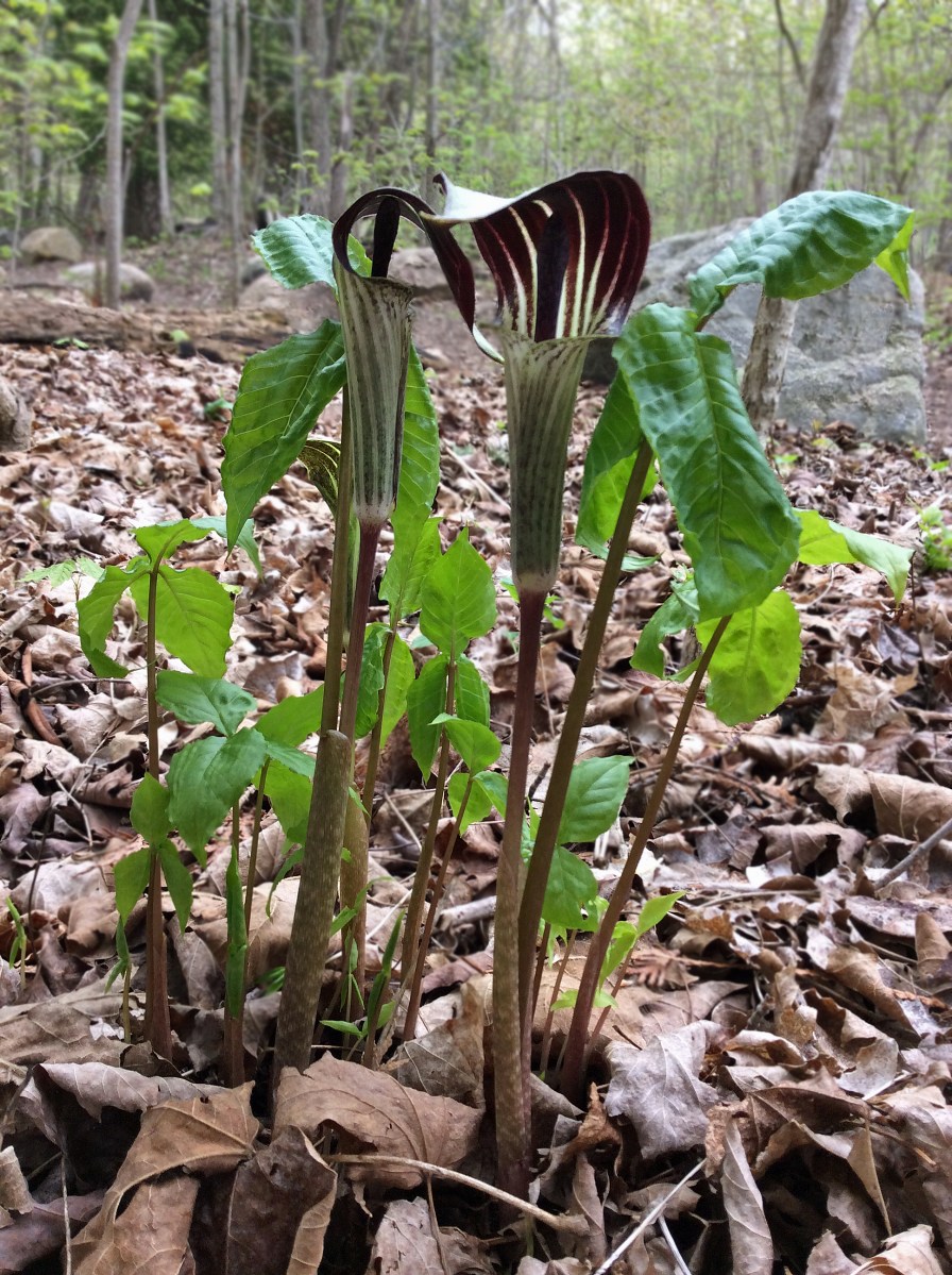 The Bizarre Beauty of Jack in the Pulpit – The Meaning of Water