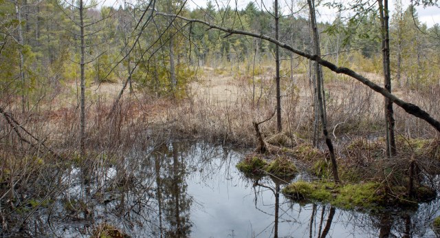 The Wetlands of Catchacoma Forest: Hidden Treasures of Sphagnum Moss ...