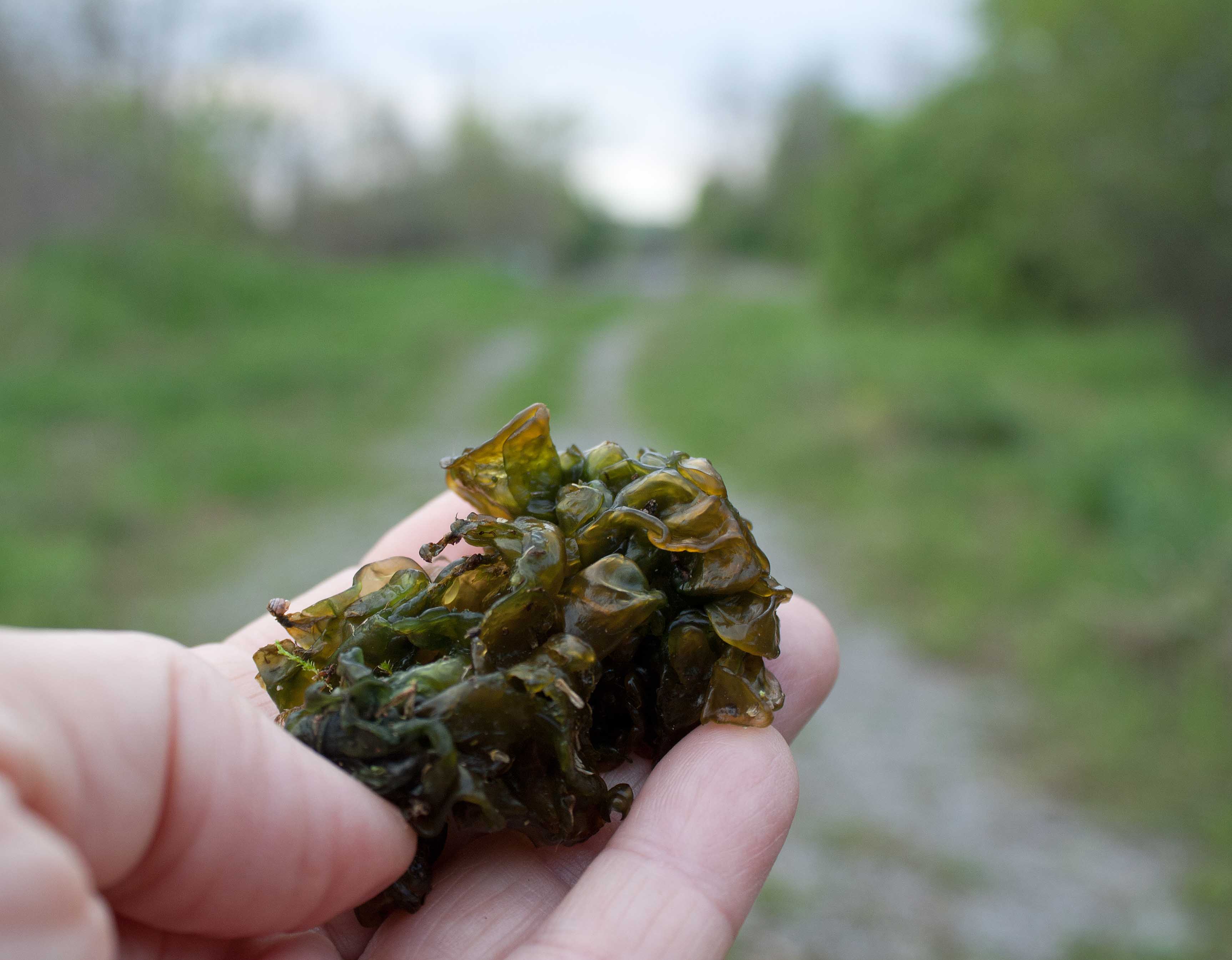 When a Cyanobacteria Takes Over the World… – The Meaning of Water