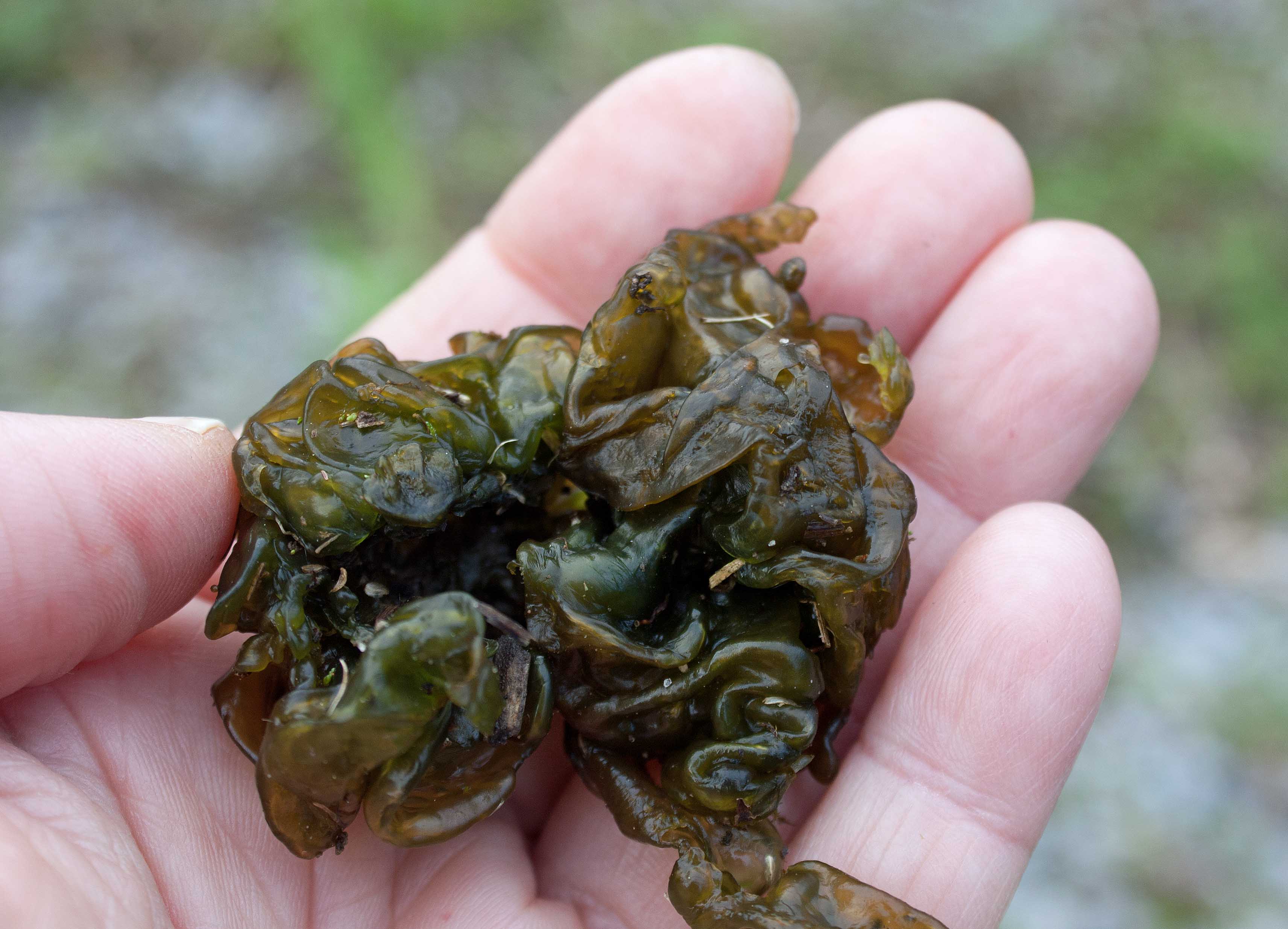 When a Cyanobacteria Takes Over the World… – The Meaning of Water