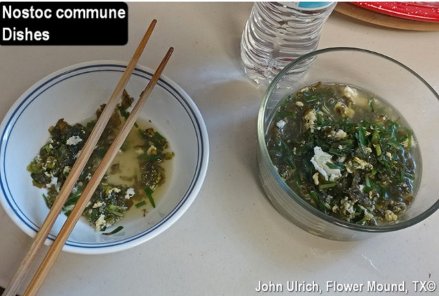 When a Cyanobacteria Takes Over the World… – The Meaning of Water