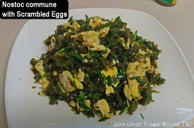 When a Cyanobacteria Takes Over the World… – The Meaning of Water