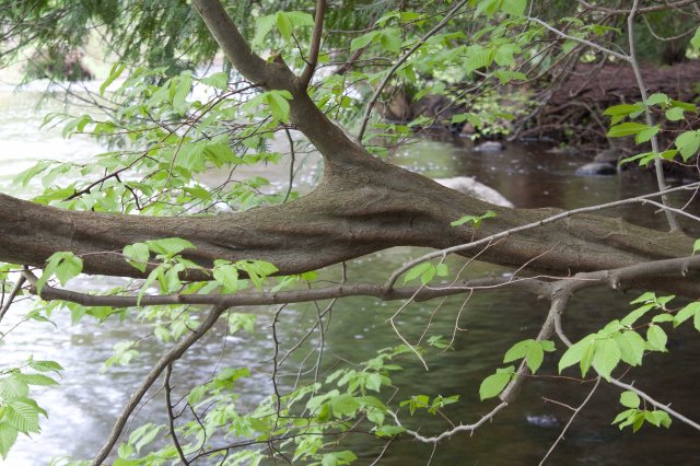 The Blue Beech or American Hornbeam—A Tree Study – The Meaning of Water