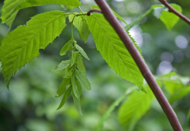 The Blue Beech or American Hornbeam—A Tree Study – The Meaning of Water