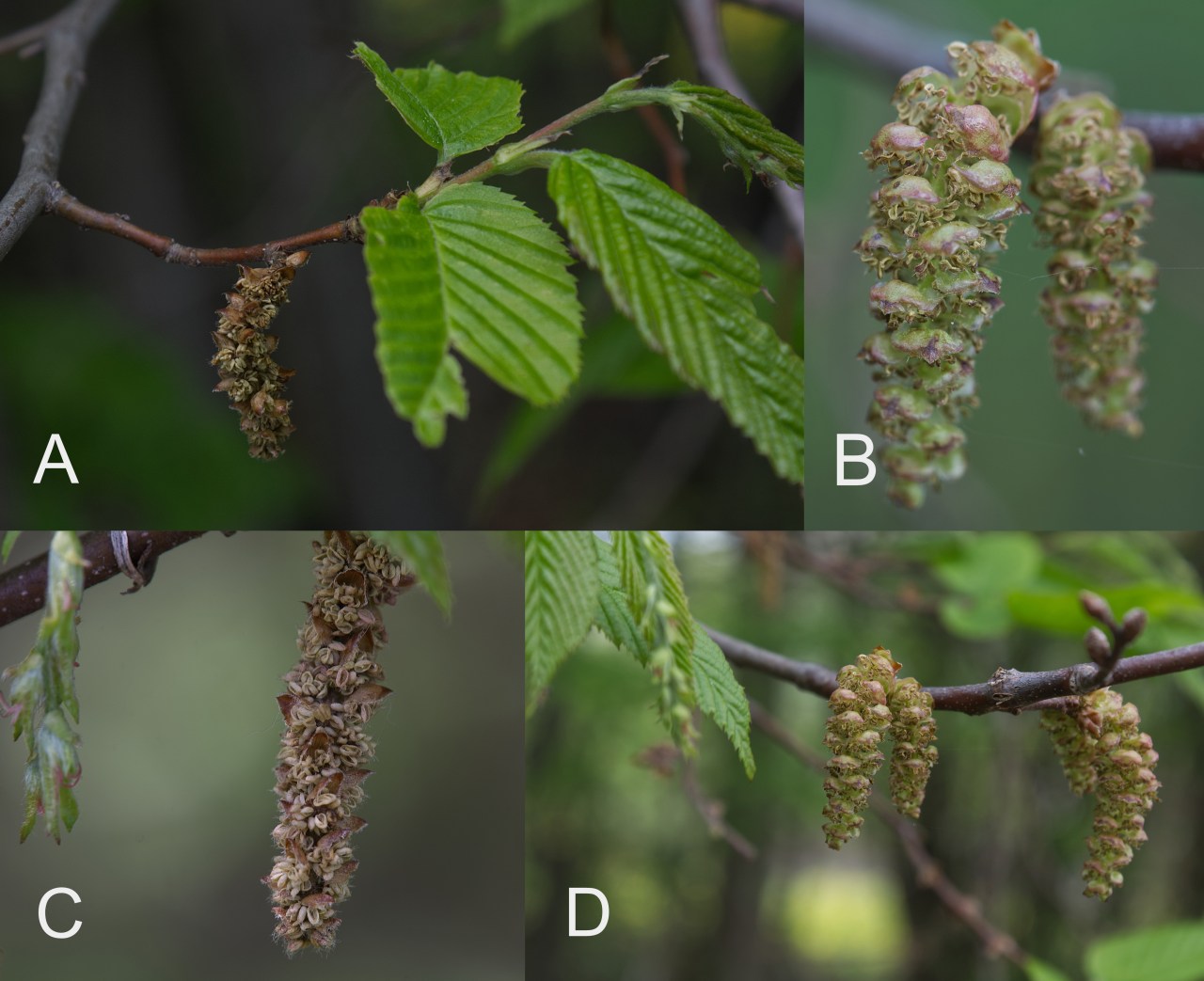 The Blue Beech or American Hornbeam—A Tree Study – The Meaning of Water