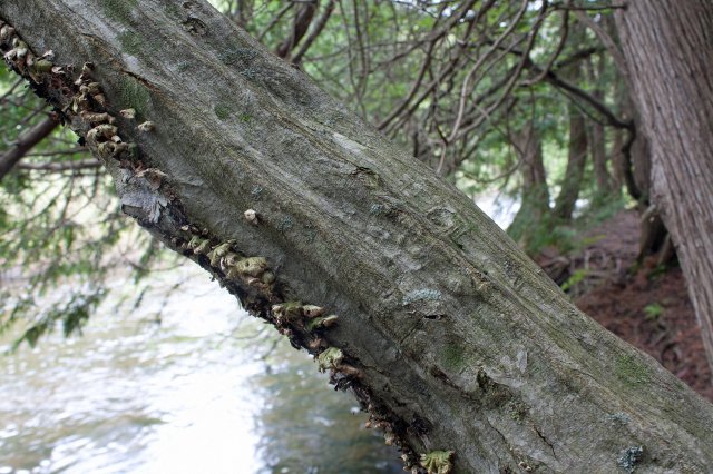 The Blue Beech or American Hornbeam—A Tree Study – The Meaning of Water