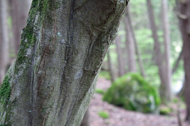 The Blue Beech or American Hornbeam—A Tree Study – The Meaning of Water