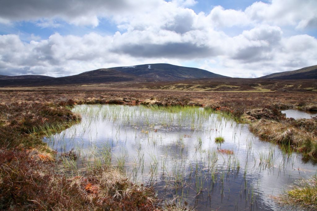 Five Reasons Why Bogs Are So Cool… – The Meaning of Water