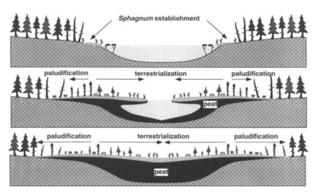 Five Reasons Why Bogs Are So Cool… – The Meaning of Water