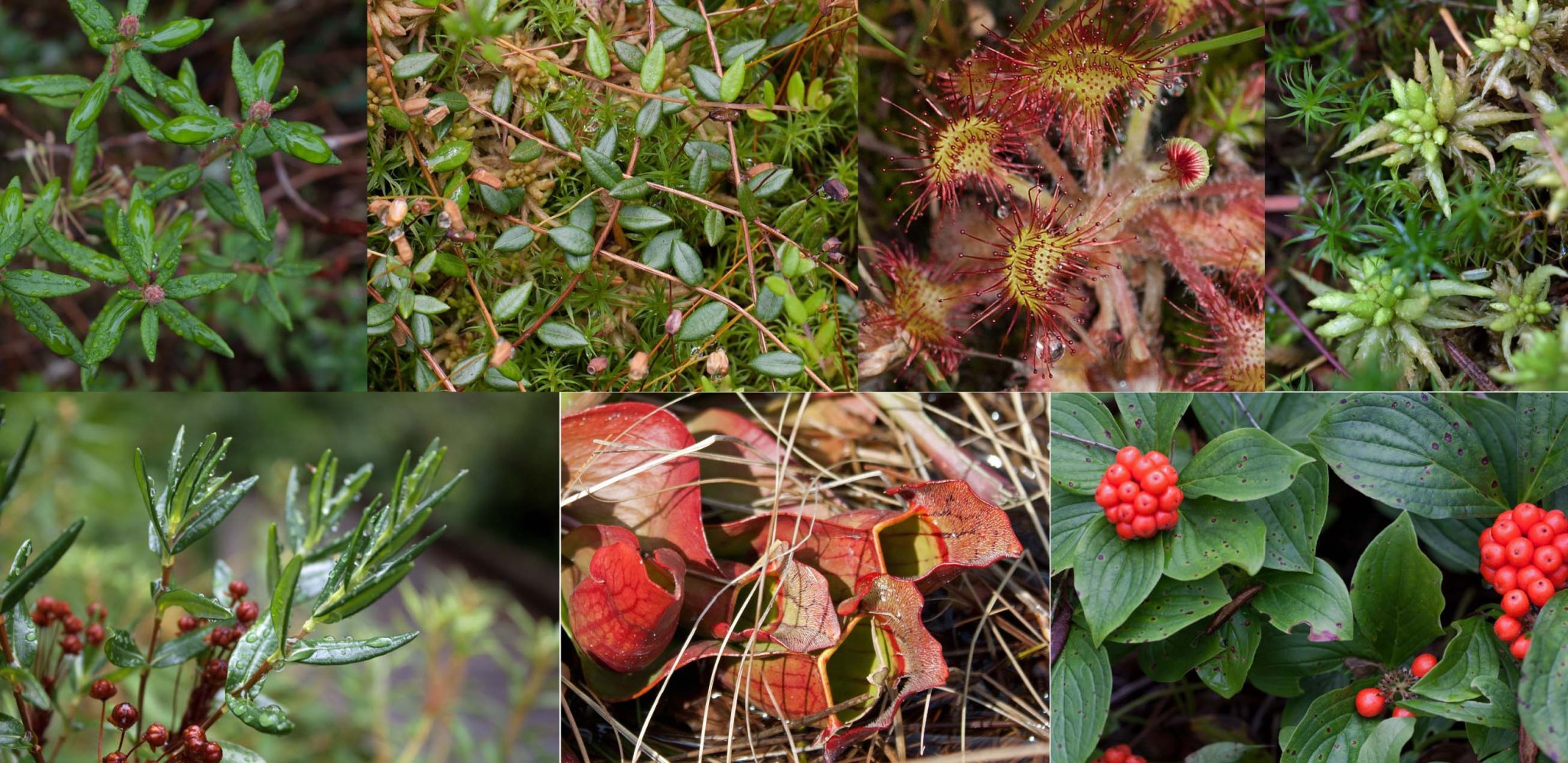 Five Reasons Why Bogs Are So Cool… – The Meaning of Water