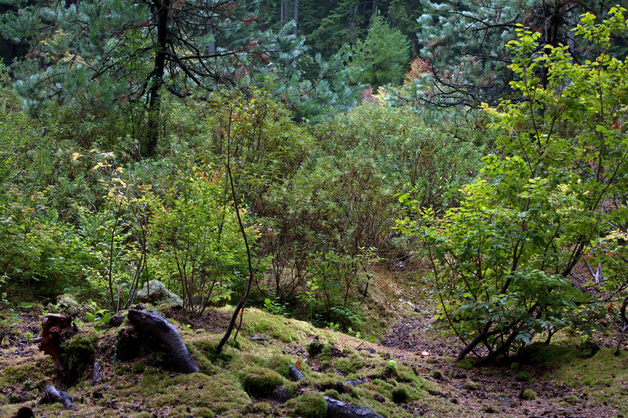 Five Reasons Why Bogs Are So Cool… – The Meaning of Water