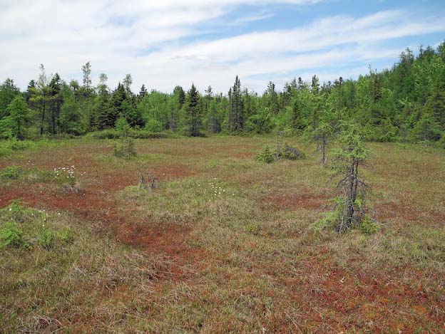 Five Reasons Why Bogs Are So Cool… – The Meaning of Water