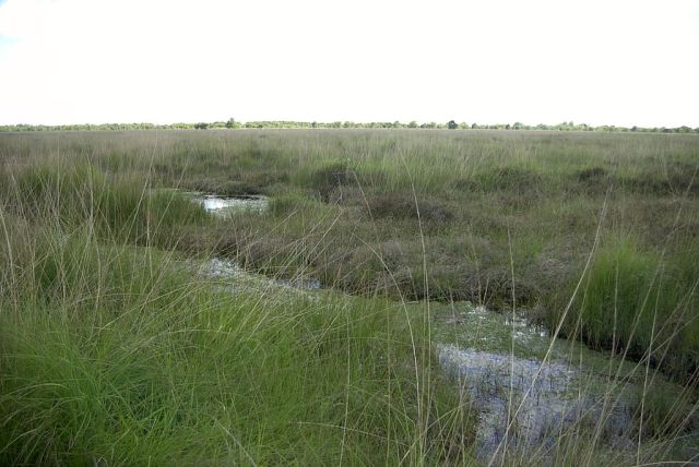 Five Reasons Why Bogs Are So Cool… – The Meaning of Water