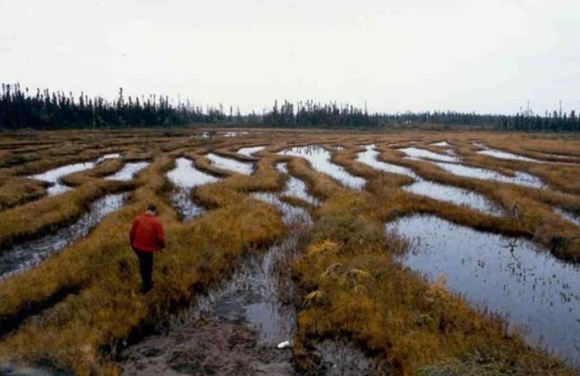 Five Reasons Why Bogs Are So Cool… – The Meaning of Water
