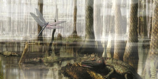 Club Moss: From Giant Tree to Little Plant—A Study & An Evolution – The ...