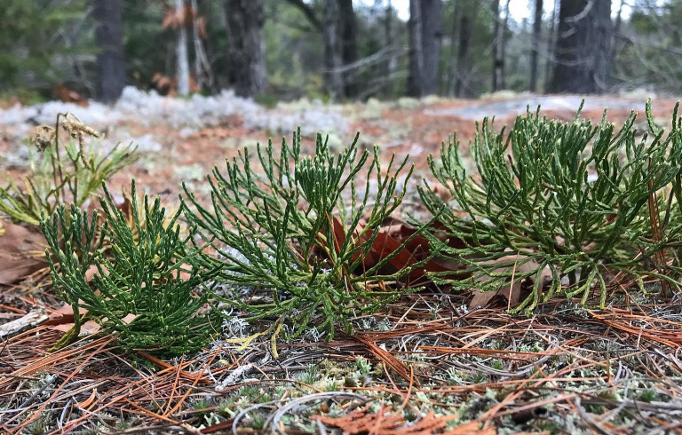 Club Moss: From Giant Tree to Little Plant—A Study & An Evolution – The ...