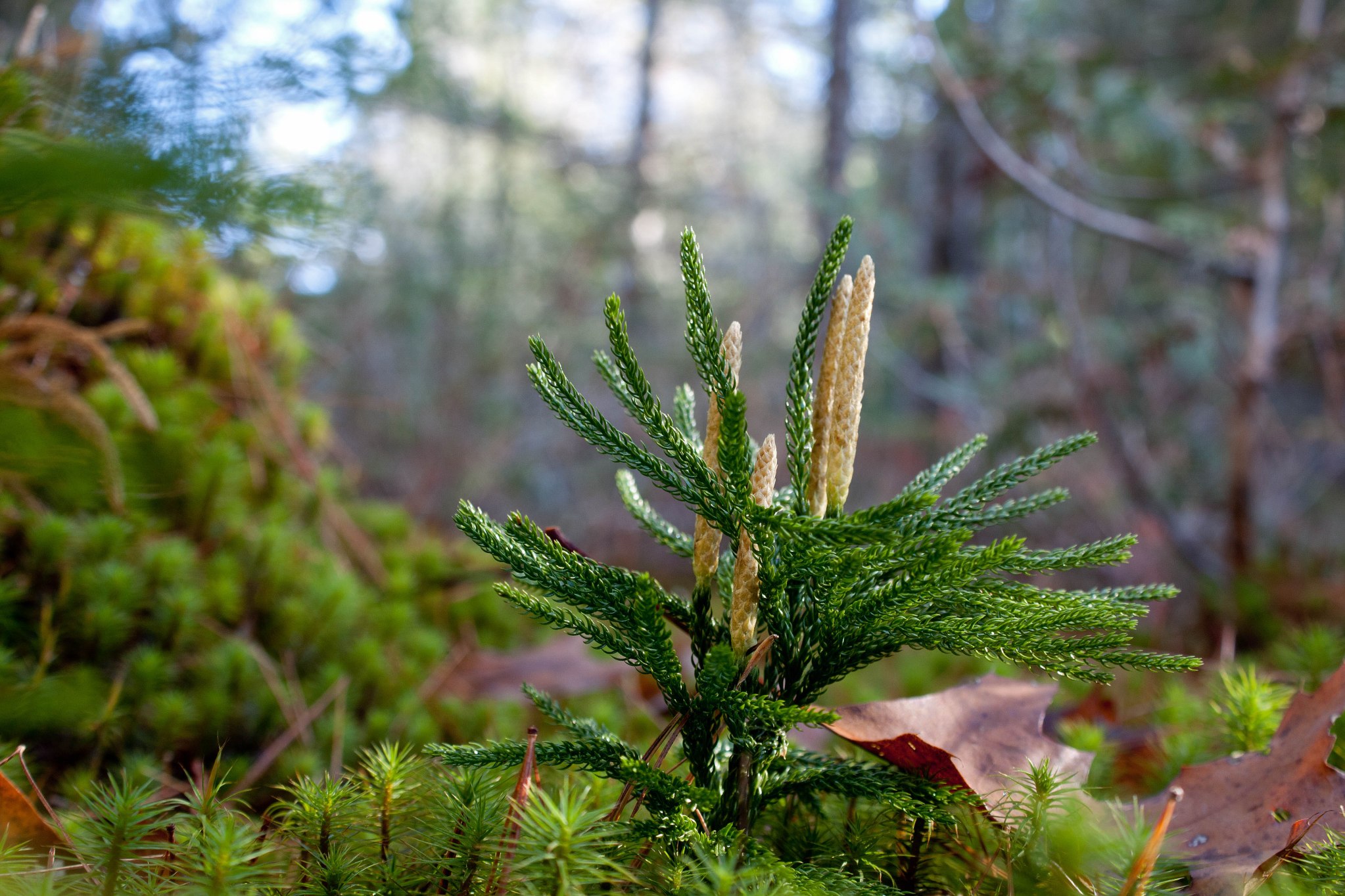 Club Moss: From Giant Tree to Little Plant—A Study & An Evolution – The ...
