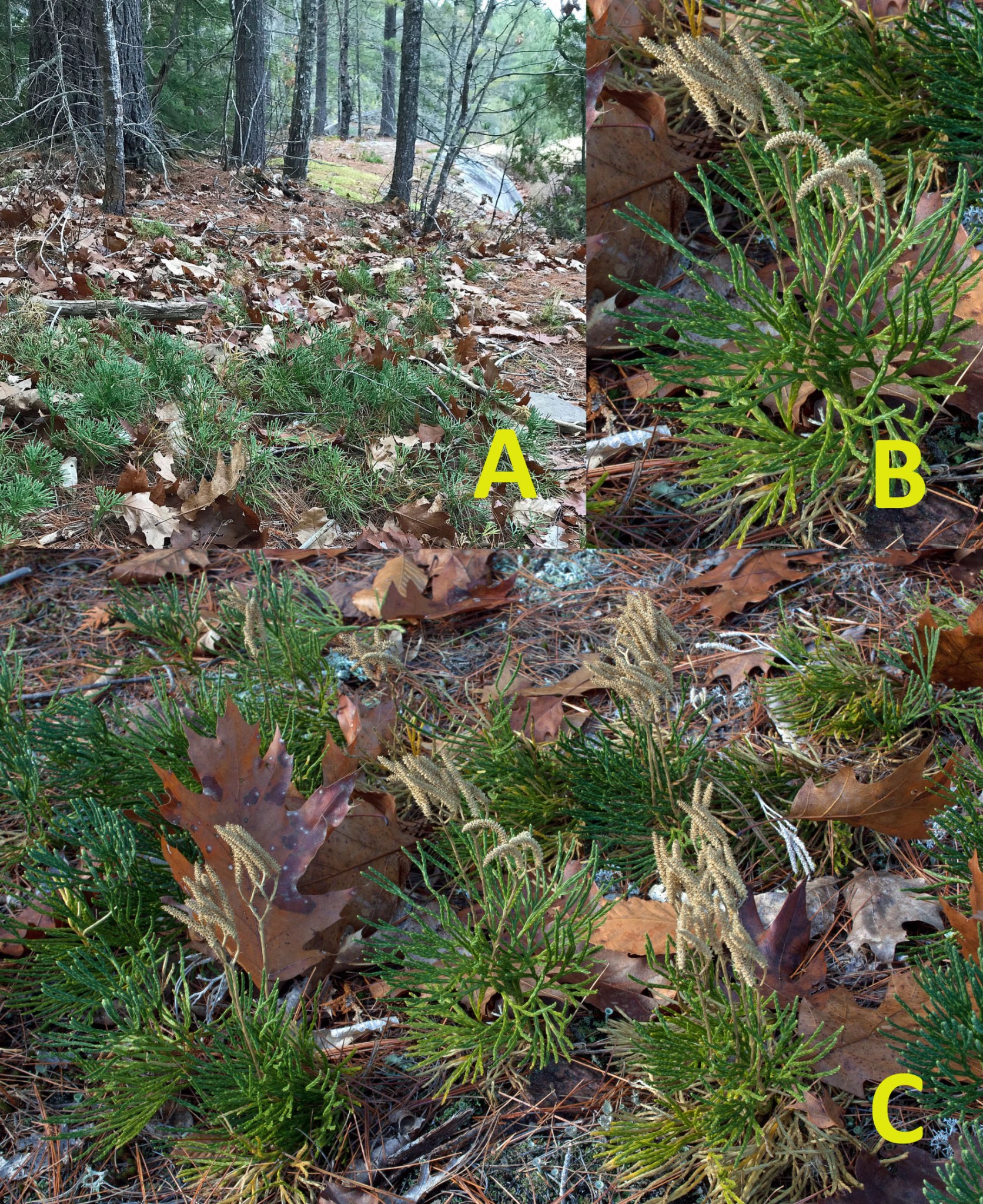 Club Moss: From Giant Tree to Little Plant—A Study & An Evolution – The ...
