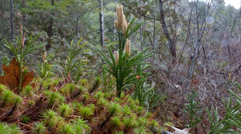 Club Moss: From Giant Tree to Little Plant—A Study & An Evolution – The ...