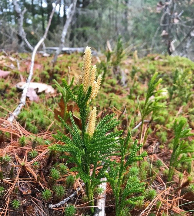 Club Moss: From Giant Tree to Little Plant—A Study & An Evolution – The ...