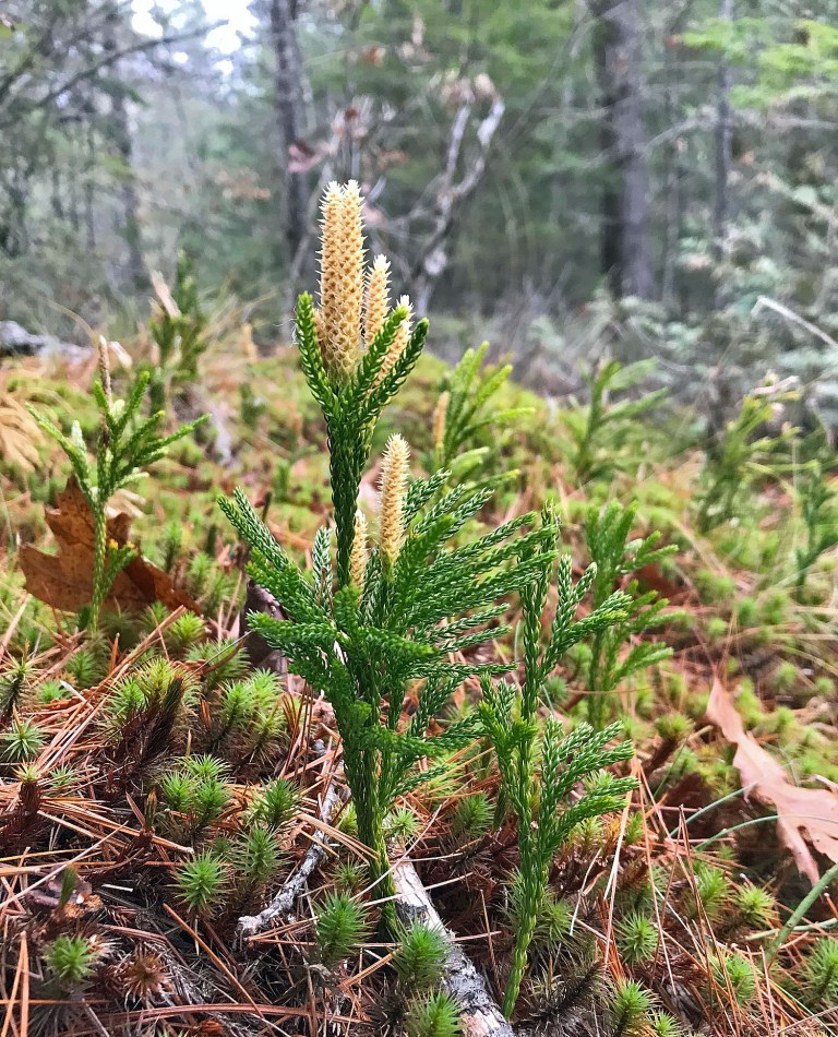 Club Moss: From Giant Tree to Little Plant—A Study & An Evolution – The ...