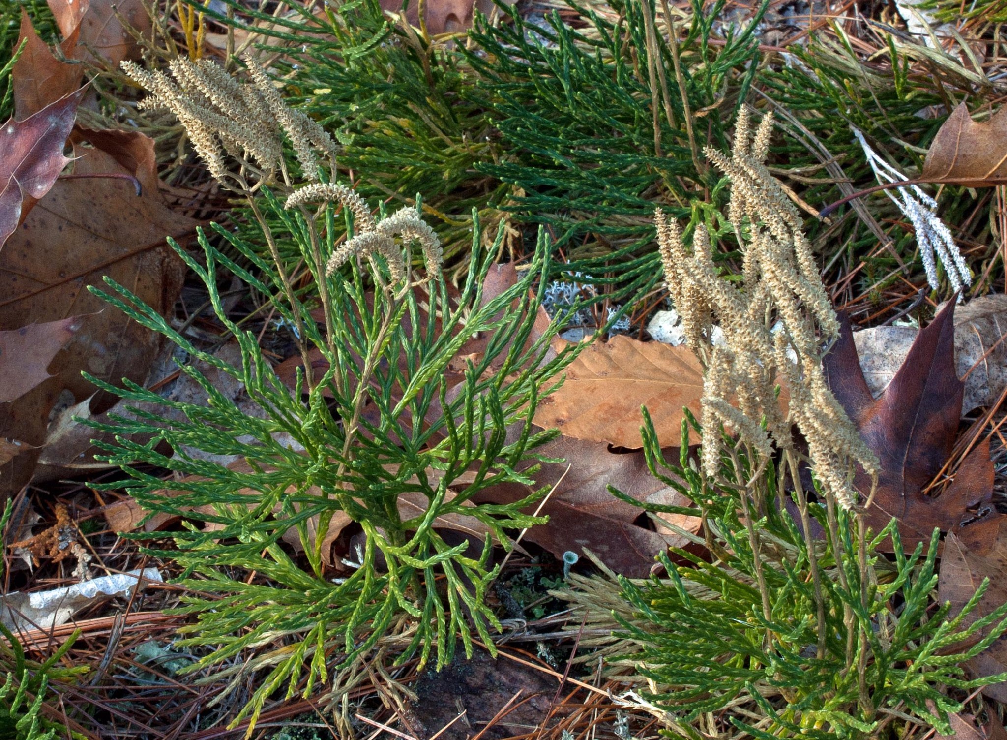 Club Moss: From Giant Tree to Little Plant—A Study & An Evolution – The ...