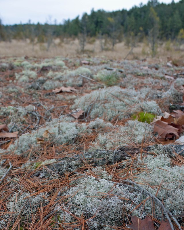 Lichen Ecology: Why Do Lichens Grow Where They Grow? – The Meaning of Water