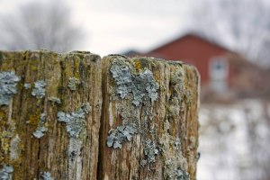Lichen Ecology: Why Do Lichens Grow Where They Grow? – The Meaning of Water