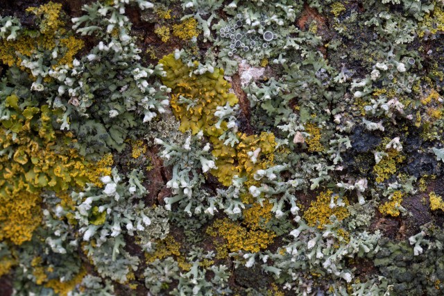 Lichen Ecology: Why Do Lichens Grow Where They Grow? – The Meaning of Water