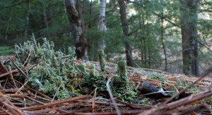 Lichen Ecology: Why Do Lichens Grow Where They Grow? – The Meaning of Water
