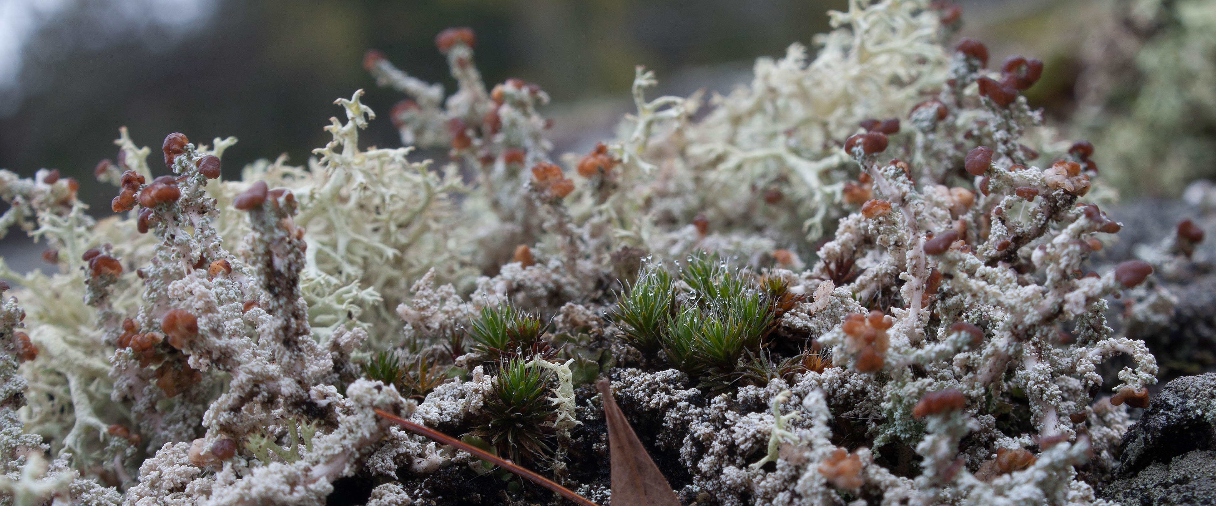 Lichen Ecology: Why Do Lichens Grow Where They Grow? – The Meaning of Water