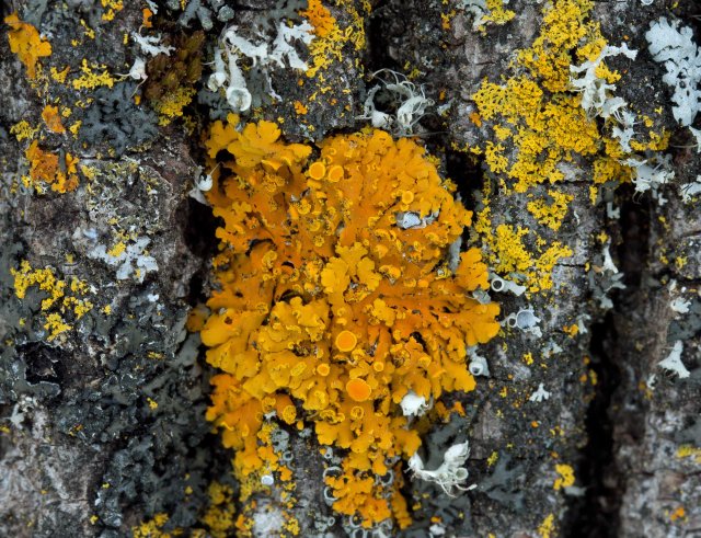 Lichen Ecology: Why Do Lichens Grow Where They Grow? – The Meaning of Water