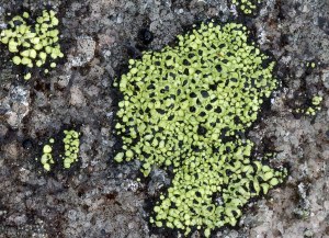 Lichen Ecology: Why Do Lichens Grow Where They Grow? – The Meaning of Water