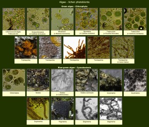 The Character of a Lichen: Algae—Wizard Behind the Curtain or Kept Wife ...